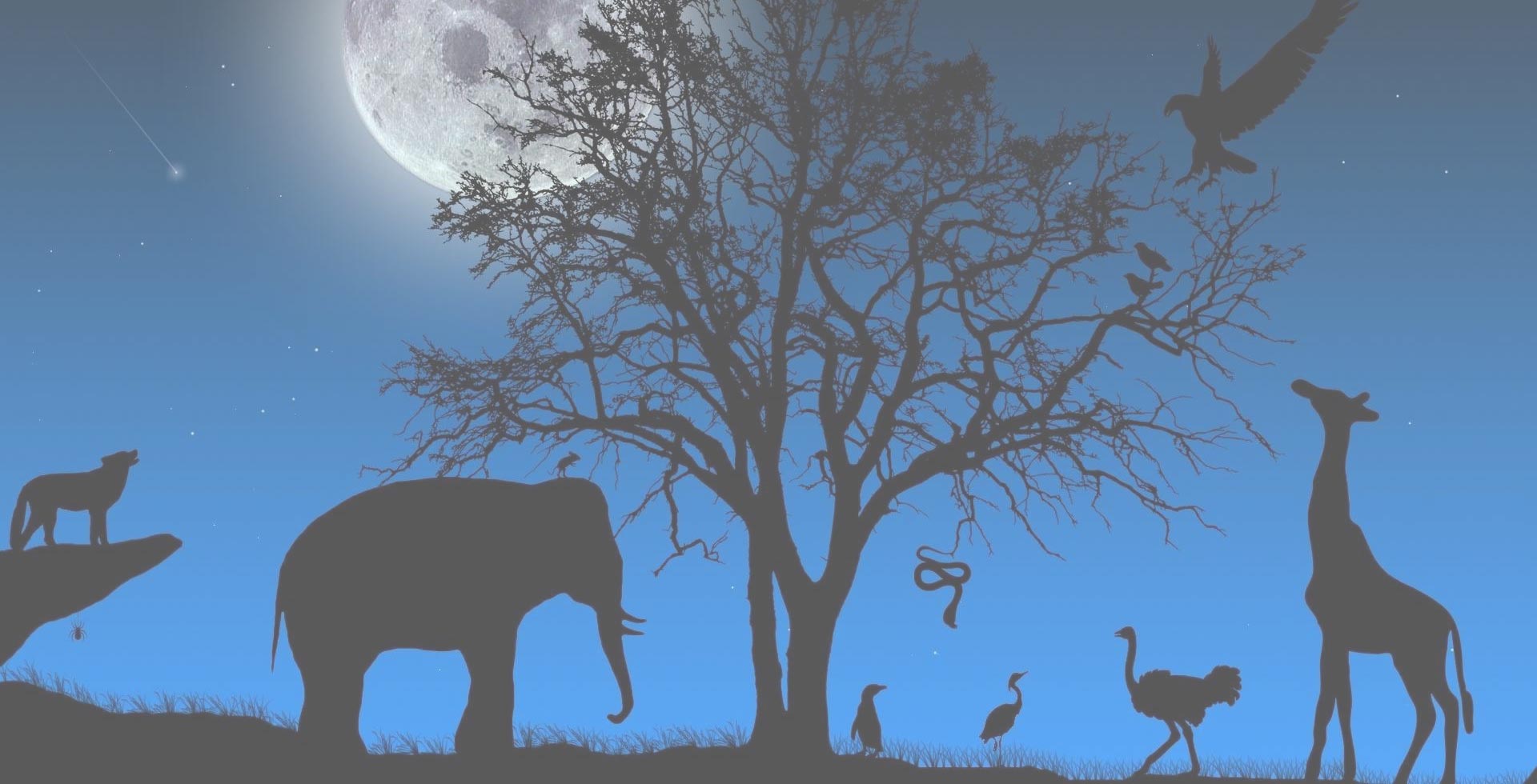 Night time africa | Signil